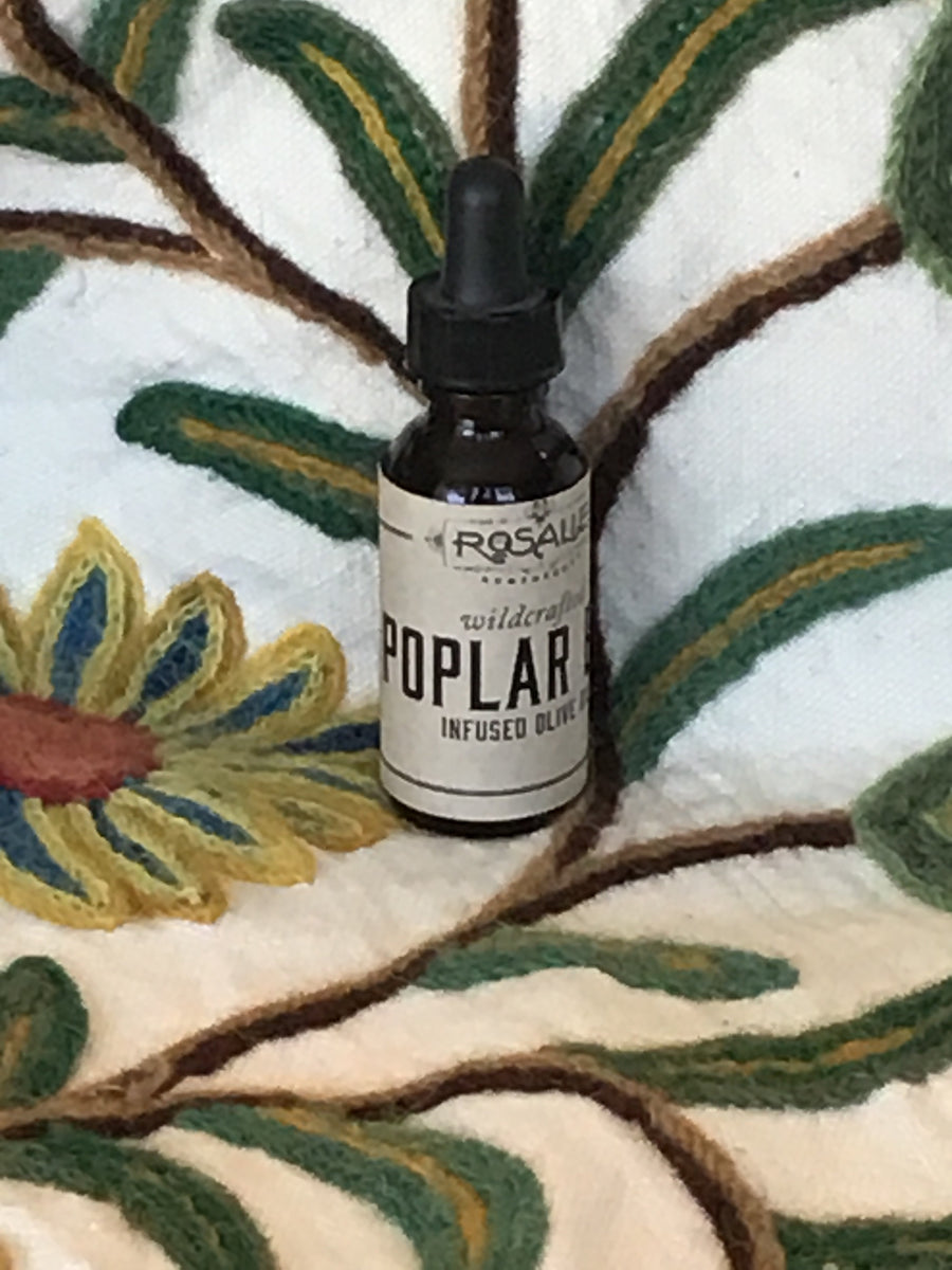 Wildcrafted Poplar Bud Infused Olive Oil – Rosalie Botanicals